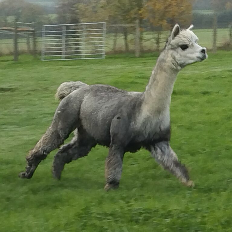 Les départs de l'hiver - Les ALPAGAS de KerLALes ALPAGAS de KerLA